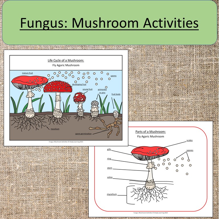 Mushroom Life Cycle