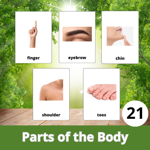 Parts of the Body Flashcards Visuals | Made By Teachers