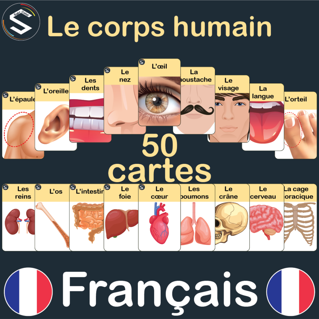 French Human body anatomy lexicon, vocabulary flashcards | (LE CORPS ...