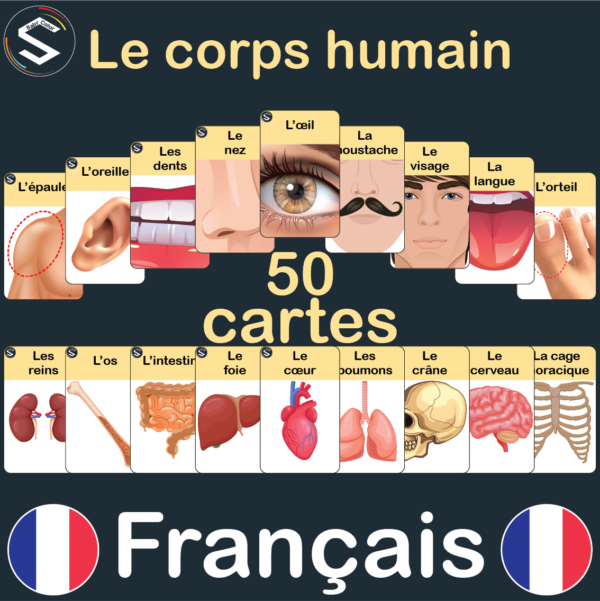 French Human body anatomy lexicon, vocabulary flashcards | (LE CORPS ...