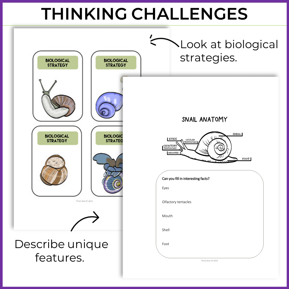 Biomimicry Cards Snails | Biomimicry Design Compatible with NGSS | Made ...