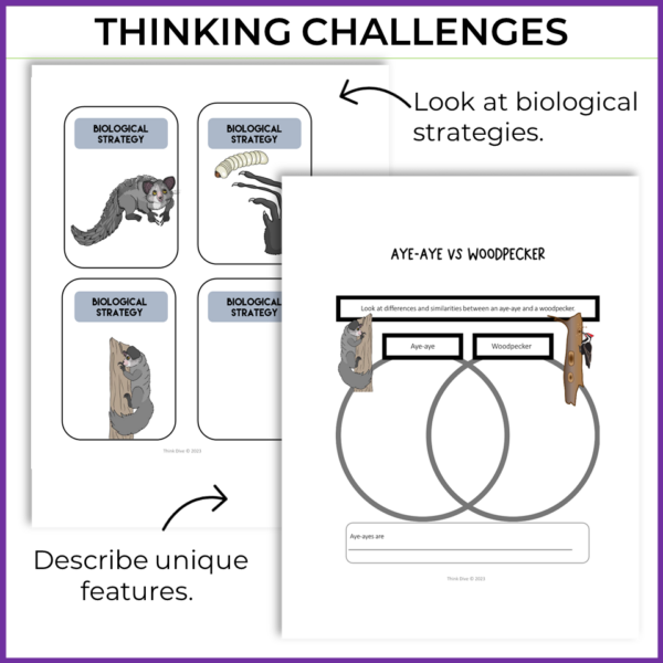 Animal Superpower Report Aye-Aye | PBL STEAM Biomimicry Design | Made ...