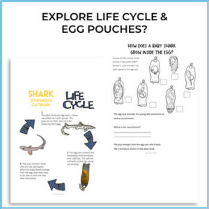 Shark Science Project Bundle | STEAM Life Cycle Oviparious Biomimicry ...