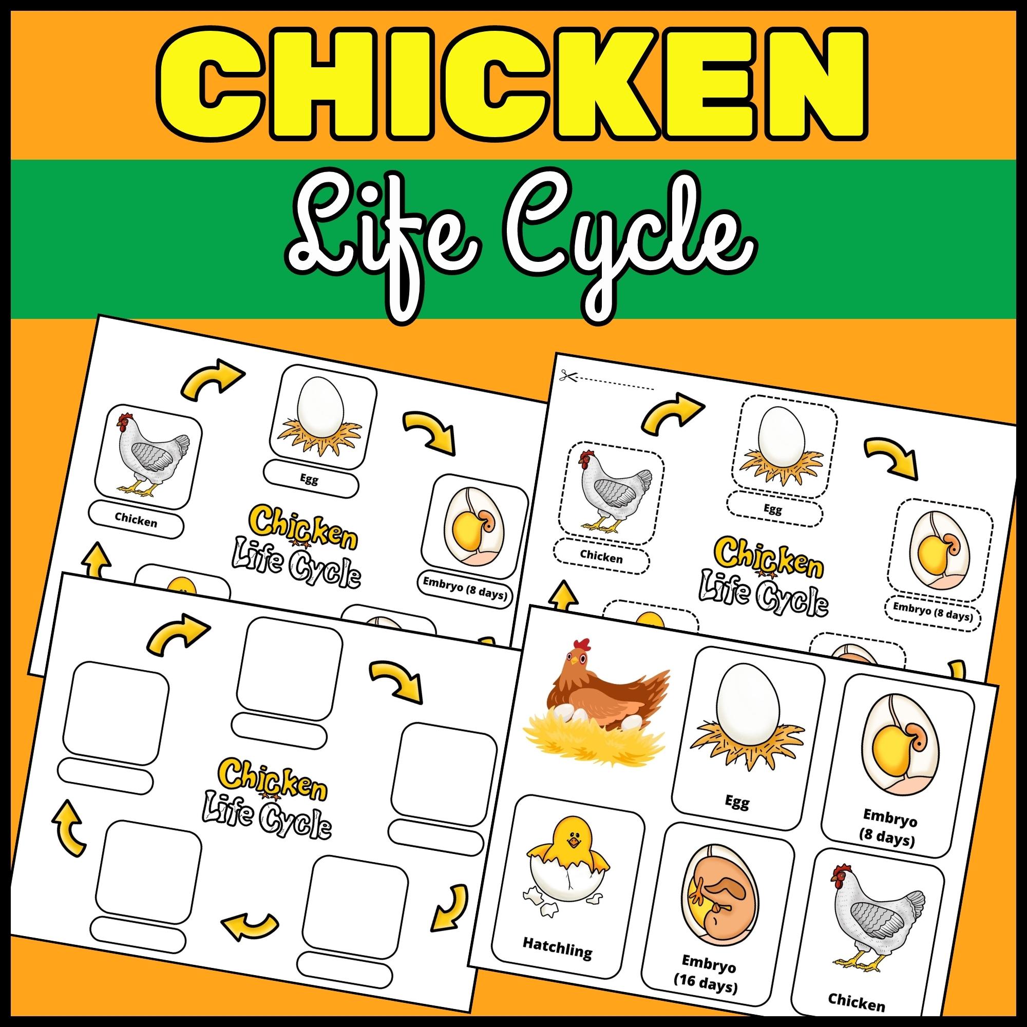 Chicken Life Cycle - Farm Animal-Themed Worksheets | Made By Teachers