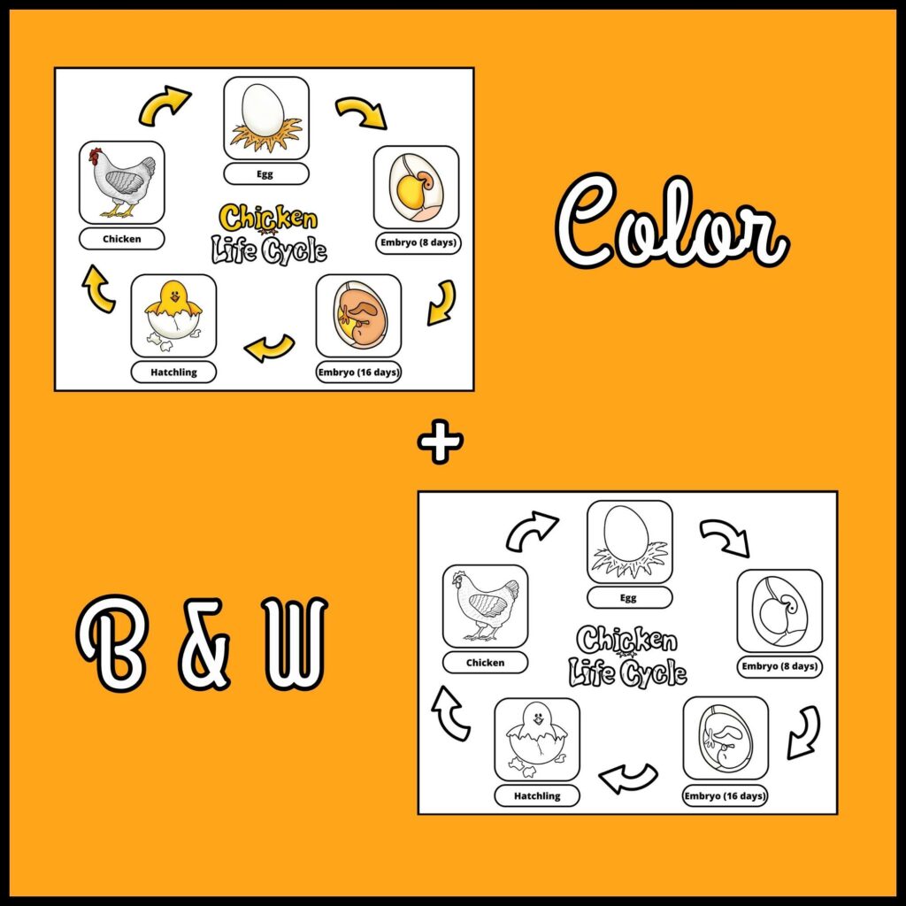 Chicken Life Cycle - Farm Animal-Themed Worksheets | Made By Teachers