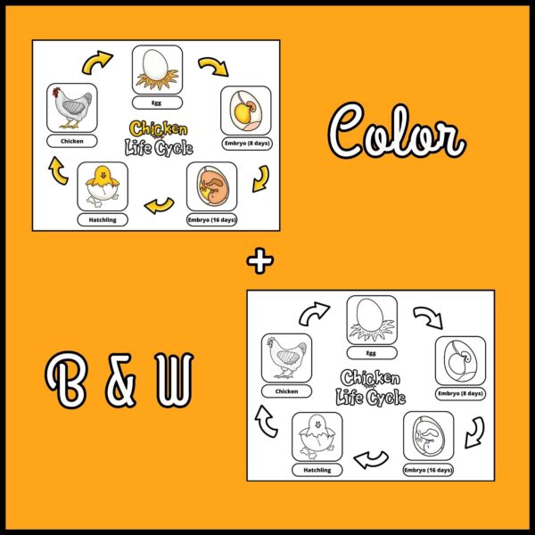 Chicken Life Cycle - Farm Animal-Themed Worksheets | Made By Teachers