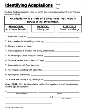 Animal Adaptations in the Woodland Habitat Activities and Worksheets ...
