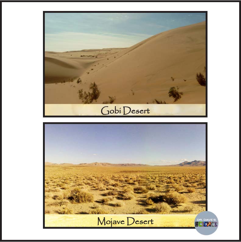 Deserts Posters Habitat Land Biomes | Made By Teachers