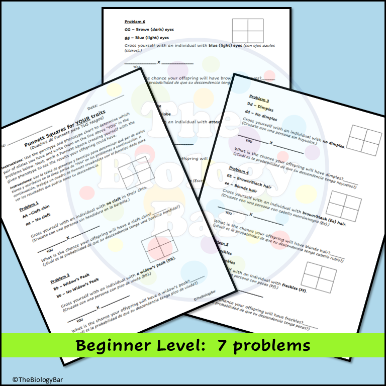 ESL Biology Punnett Squares With Student Traits | Made By Teachers