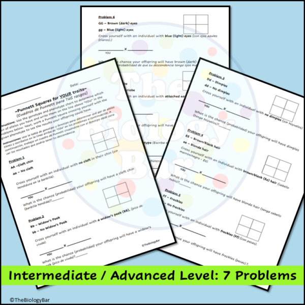 ESL Biology Punnett Squares With Student Traits | Made By Teachers