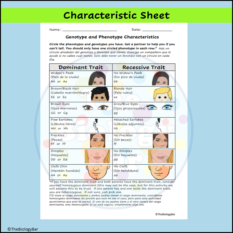 ESL Biology Punnett Squares With Student Traits | Made By Teachers