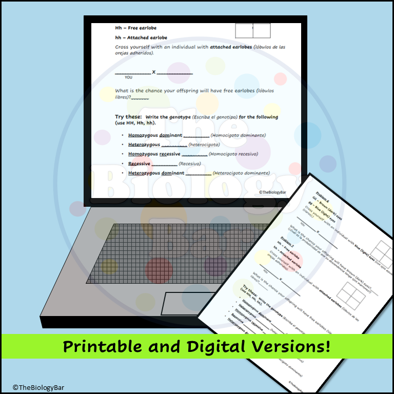 ESL Biology Punnett Squares With Student Traits | Made By Teachers