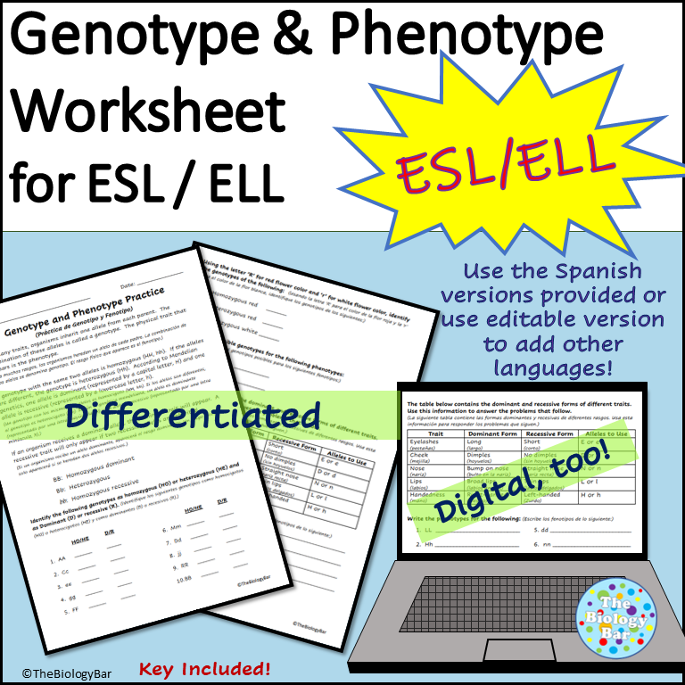 Genotype And Phenotype Worksheet