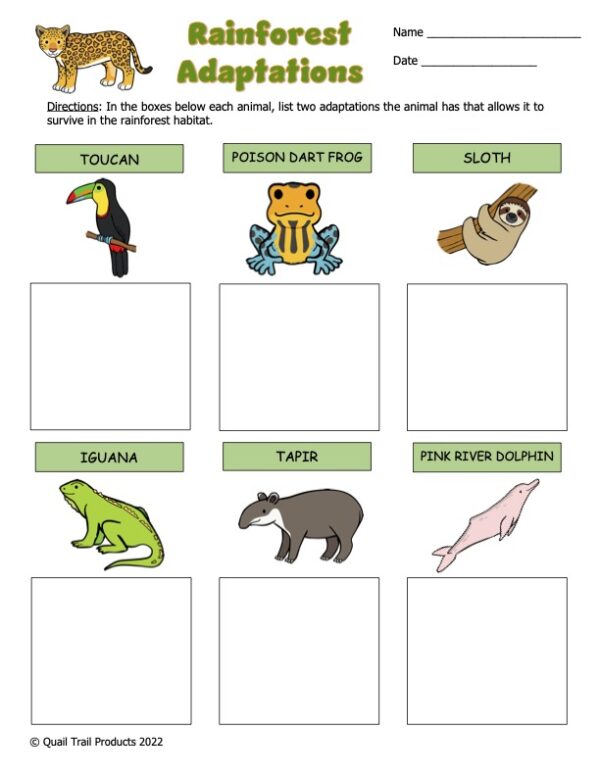 Animal Adaptations in the Rainforest Habitat Activities and Worksheets ...