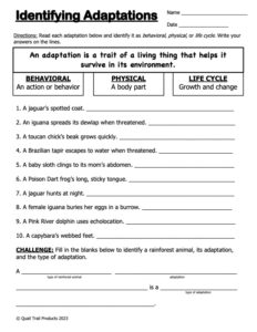 Animal Adaptations in the Rainforest Habitat Activities and Worksheets ...