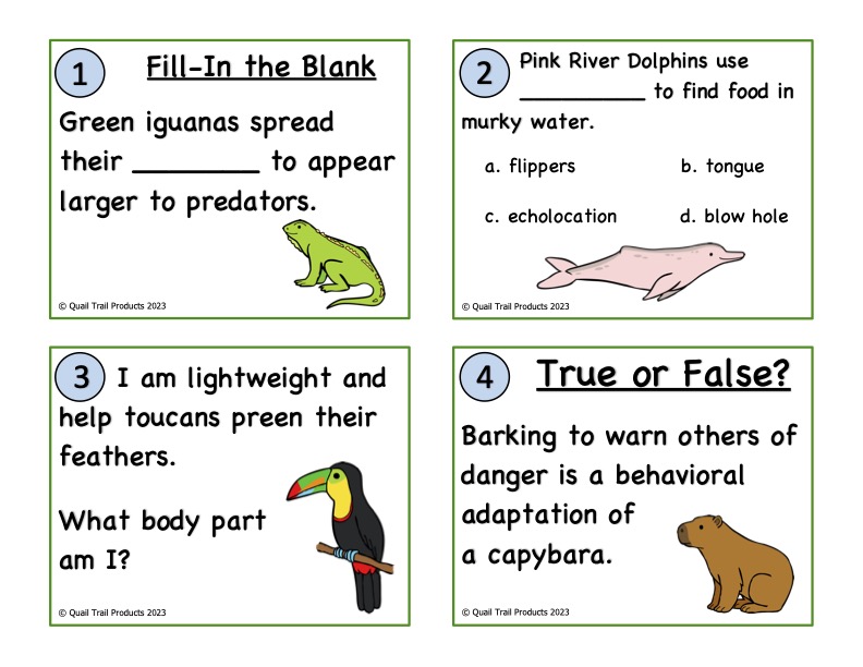 Animal Adaptations in the Rainforest Habitat Activities and Worksheets ...