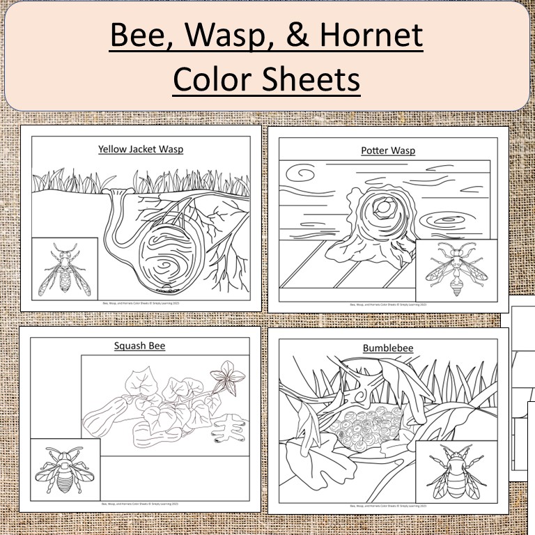 Bee, Wasp, And Hornet Color Sheets Summer Spring | Made By Teachers