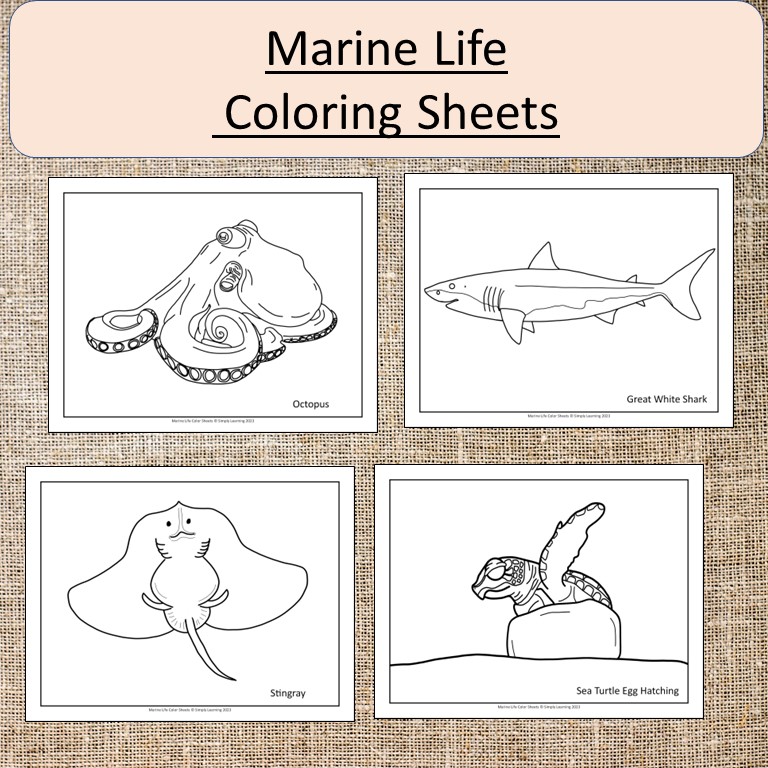 Marine Life Animals Color Sheet Pages Art Ocean Shark | Made By Teachers