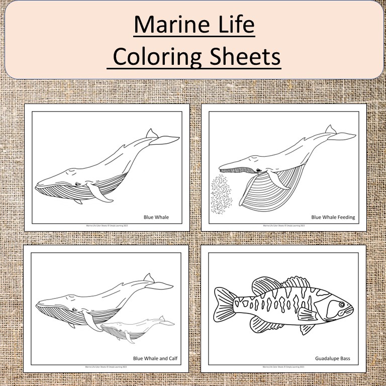 Marine Life Animals Color Sheet Pages Art Ocean Shark | Made By Teachers