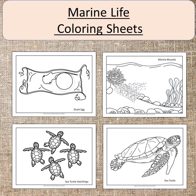 Marine Life Animals Color Sheet Pages Art Ocean Shark | Made By Teachers