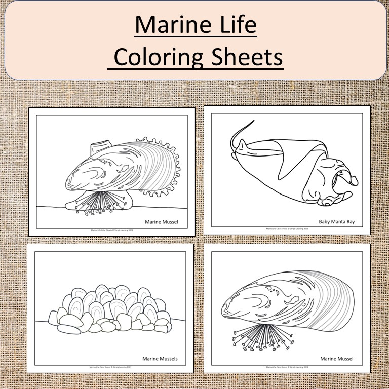Marine Life Animals Color Sheet Pages Art Ocean Shark | Made By Teachers