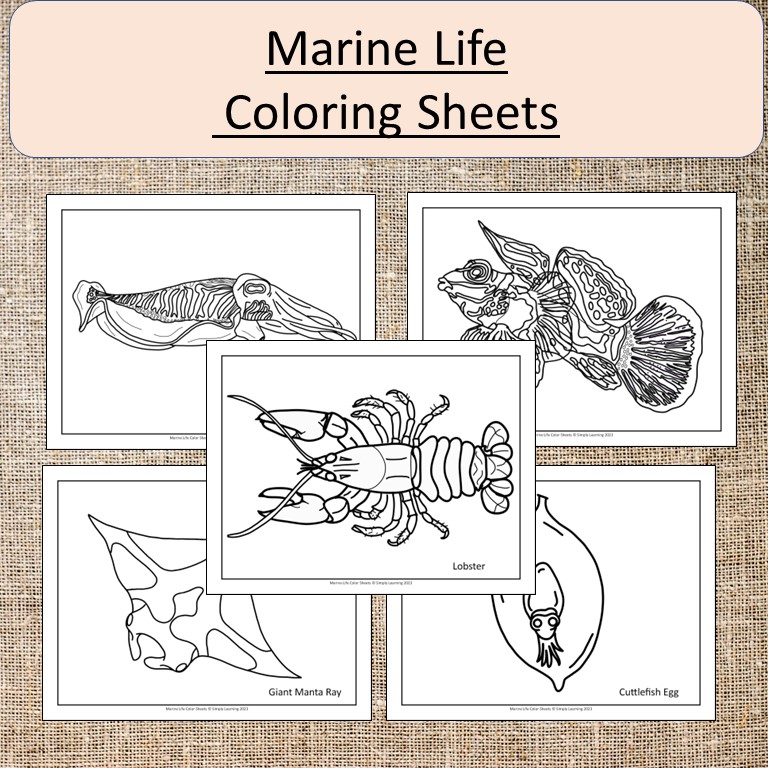 Marine Life Animals Color Sheet Pages Art Ocean Shark | Made By Teachers