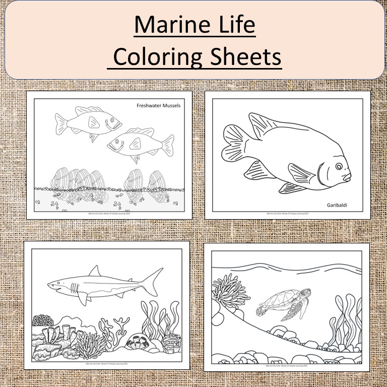Marine Life Animals Color Sheet Pages Art Ocean Shark | Made By Teachers