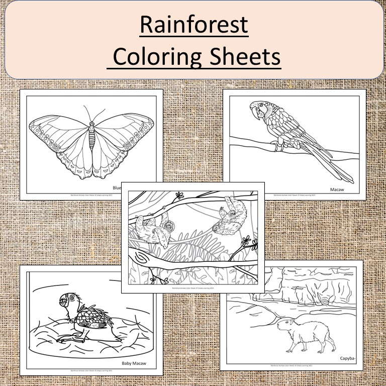 Rainforest Animals Coloring Sheets Pages Art Gorilla Frog Sloth | Made ...