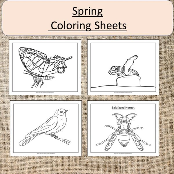 Spring Color Sheets Pages Art Rainbow flower, butterflies, birds | Made ...