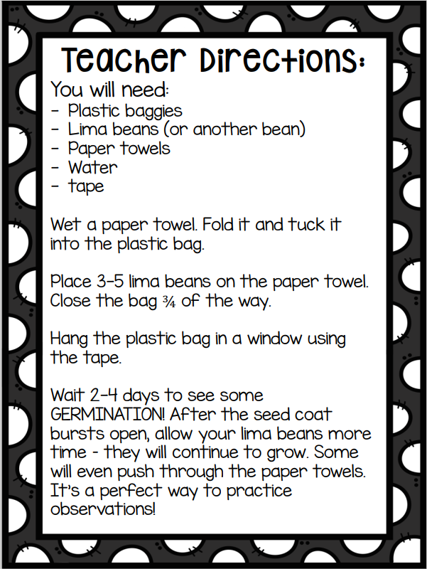 Quick and Easy Science Experiment: Lima Beans Germination STEM ...