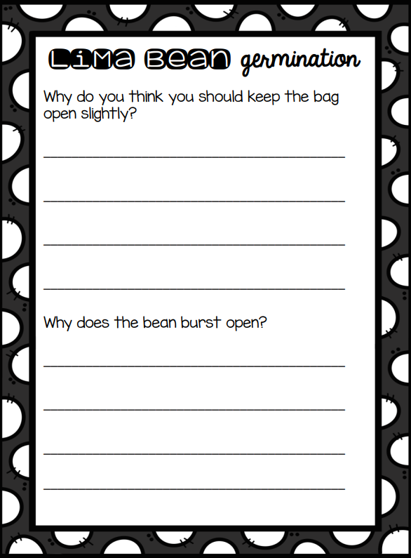 Quick and Easy Science Experiment: Lima Beans Germination STEM ...