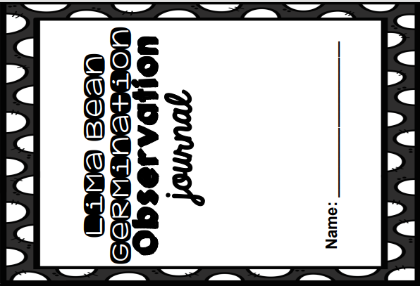 Quick and Easy Science Experiment: Lima Beans Germination STEM ...