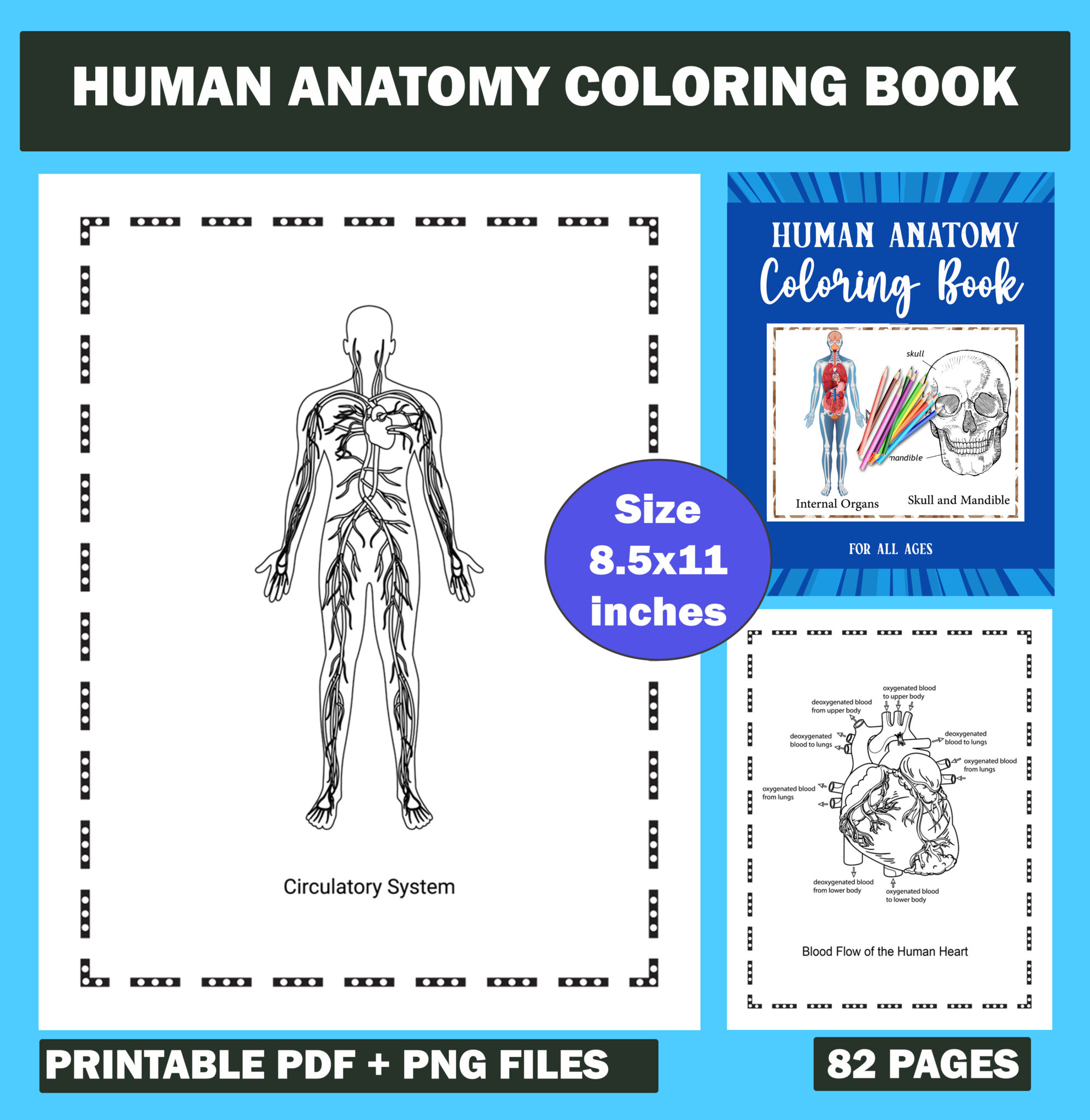 Printable Human Anatomy Coloring Book: Instructive guide for The human ...