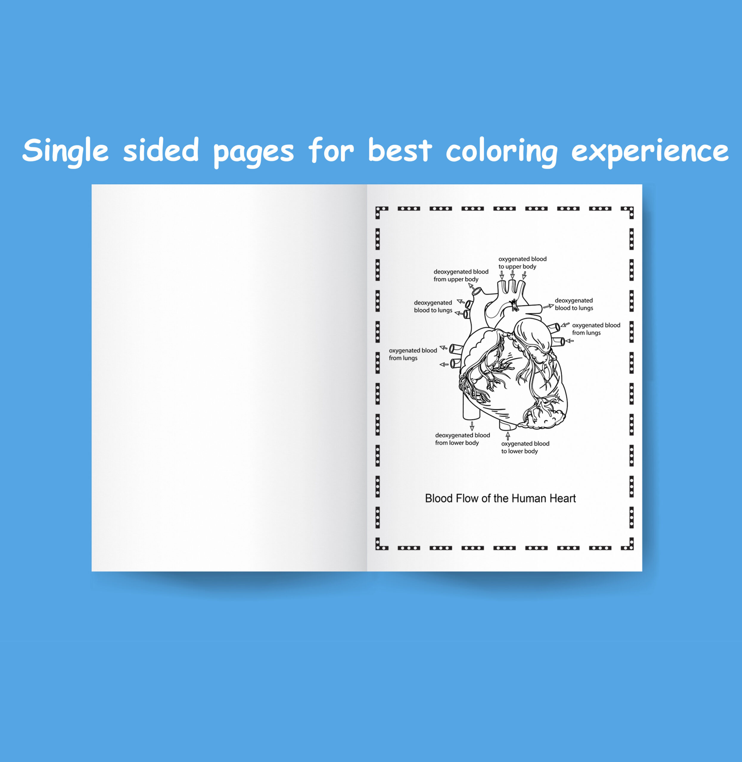 Printable Human Anatomy Coloring Book: Instructive guide for The human ...