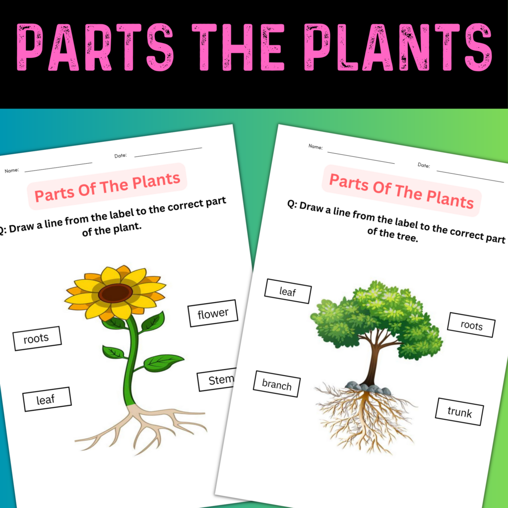 Printable Activities parts of a plant worksheet for kindergarten | Made ...