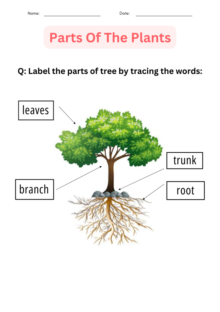 Printable Activities parts of a plant worksheet for kindergarten - Made ...
