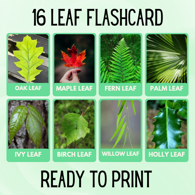 16 Leaf Educational Printables Flashcards Educational Activities ...