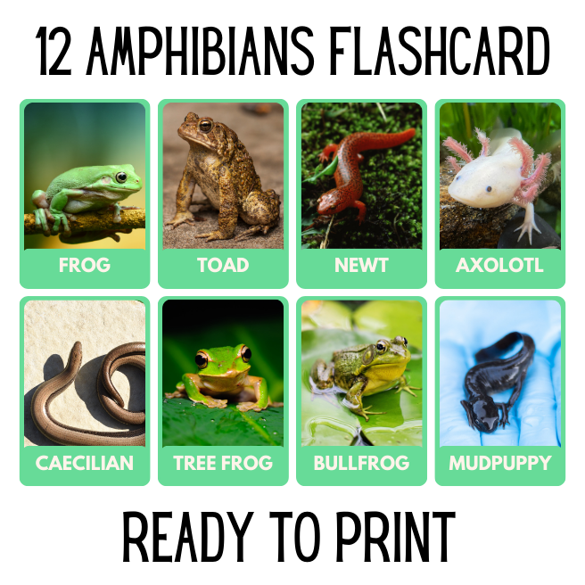 16 Sea Animal Educational Printables Flashcards Educational Activitiy ...