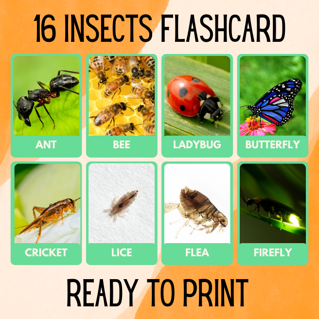16 Insect Educational Printables Flashcards Educational Activities ...