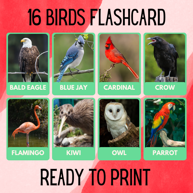 16 Bird Educational Printables Flashcards Educational Activities ...