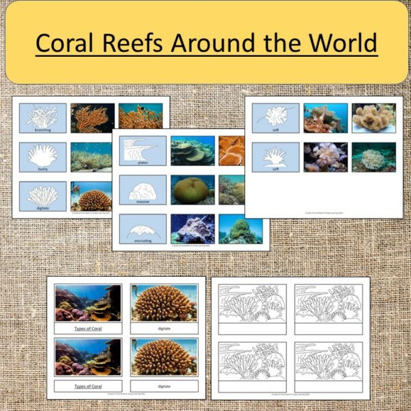 Study of Coral Reefs Ocean Marine Study Geography | Made By Teachers