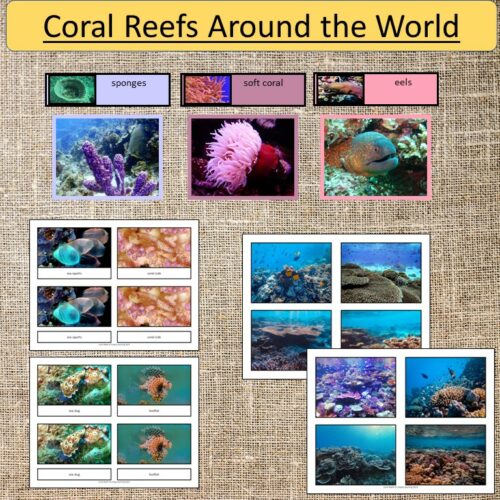Study of Coral Reefs Ocean Marine Study Geography | Made By Teachers