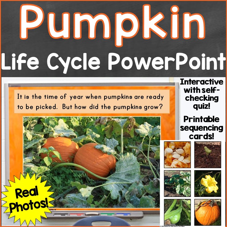 Pumpkin Plant Life Cycle Worksheet