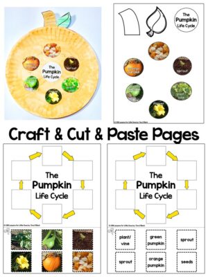Pumpkin Life Cycle Cards, Craft, Poster, & Printables with Real ...