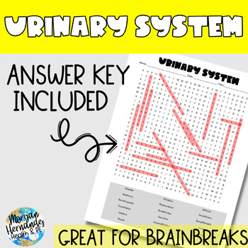 Urinary System Word Search | Made By Teachers