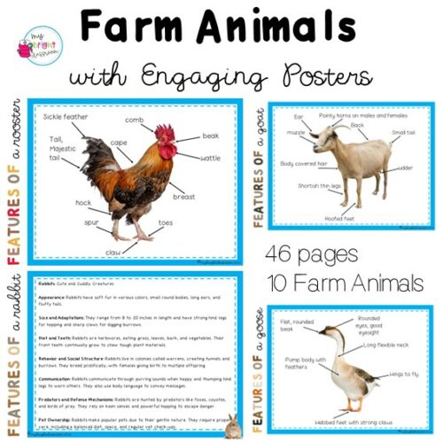 Farm Animals Information Posters - Made By Teachers