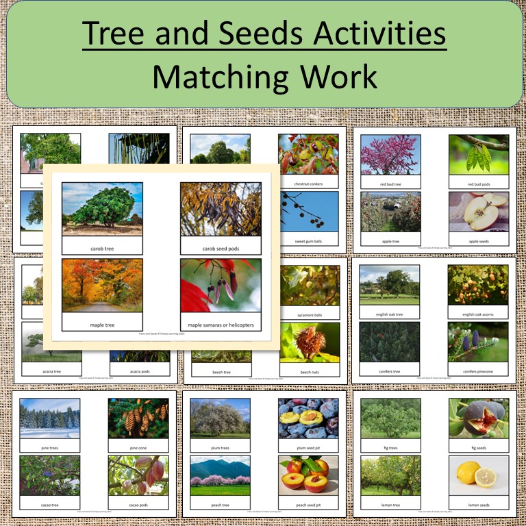 BUNDLE Trees and Seeds Red Lifecycle Botany Seasonal Fall Science ...