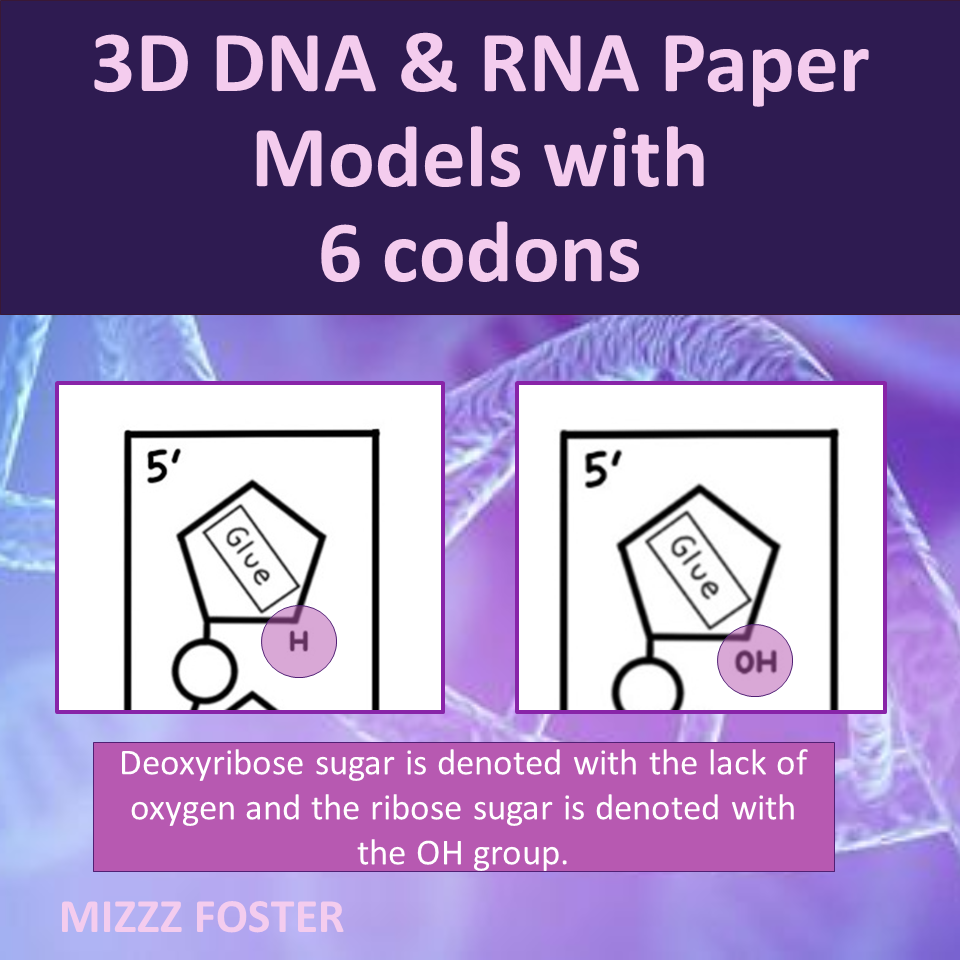 3D DNA and RNA Paper Model with 6 codons | Made By Teachers