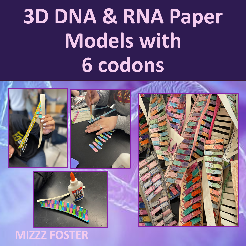 3D DNA and RNA Paper Model with 6 codons | Made By Teachers