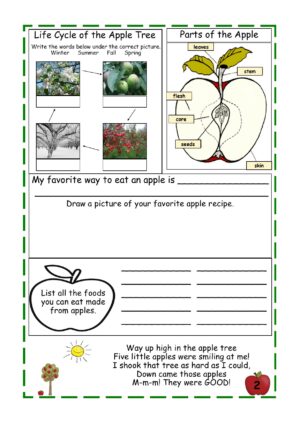 Apple Facts Reading Comprehension Passage | Made By Teachers